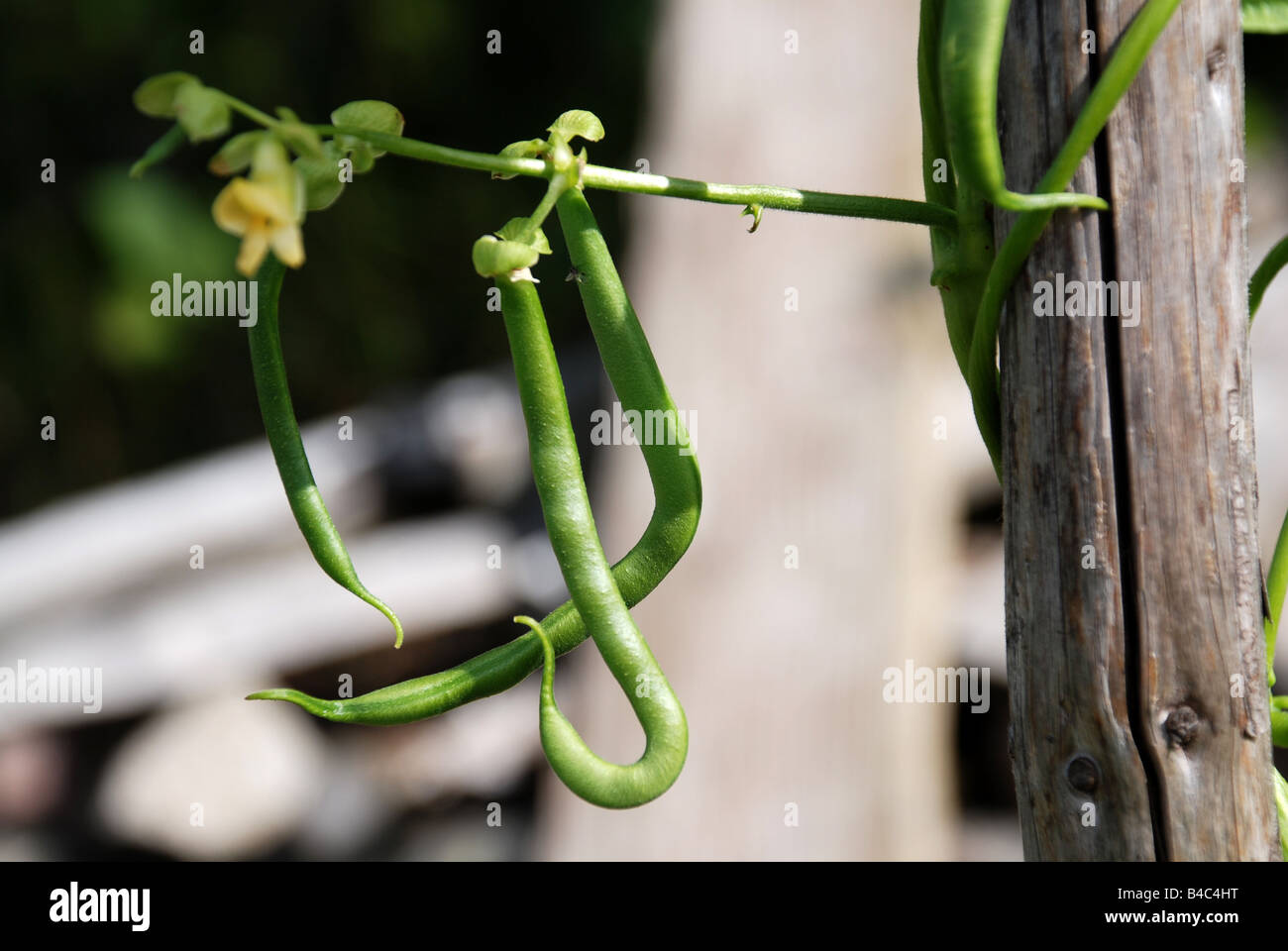 Bean planting hi-res stock photography and images - Alamy