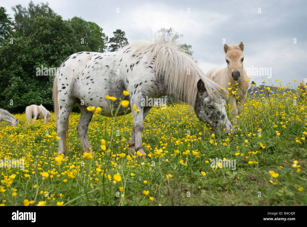 Herd of Miniature horse mares and foals in field of yellow flowers near ...