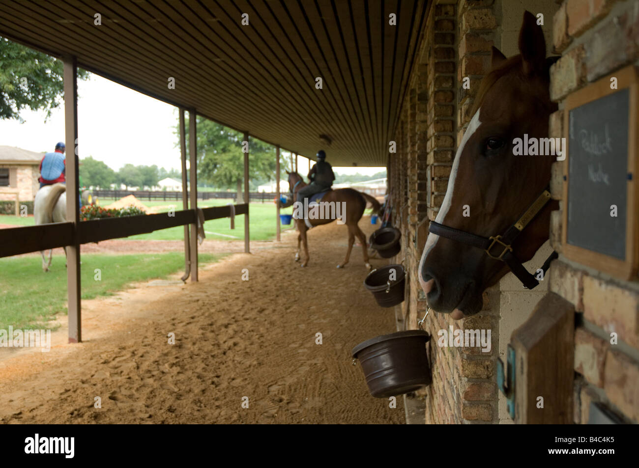 Thoroughbred horse farm race training barn Stock Photo - Alamy