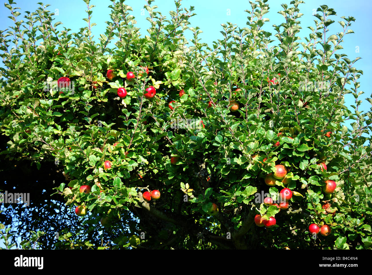 Cider apple orchard uk hi-res stock photography and images - Alamy