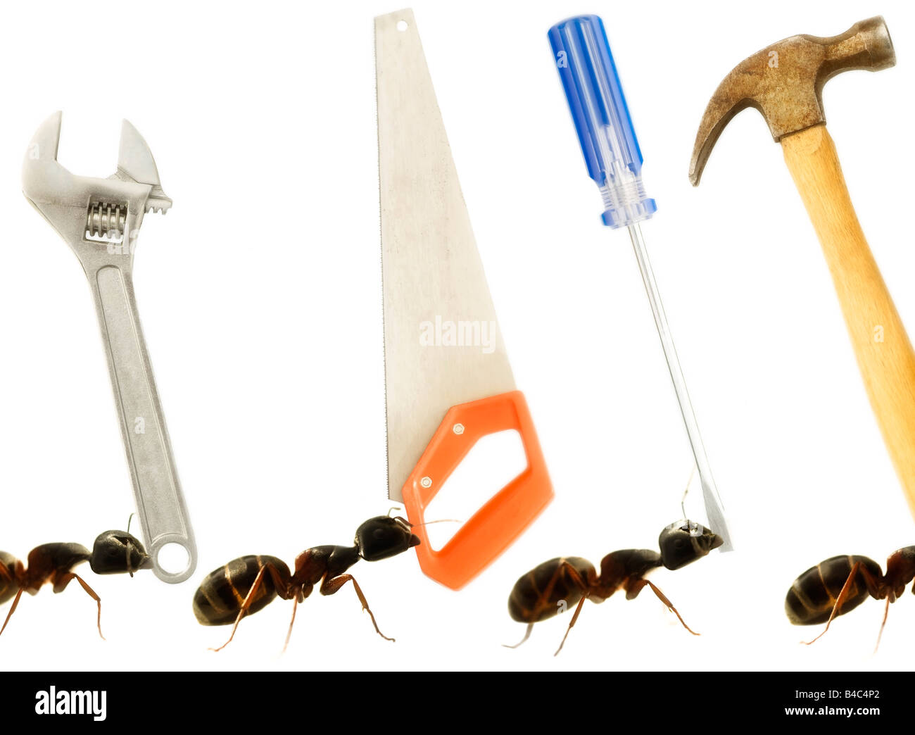 Carpenter ants (Camponotus pennsylvanicus Stock Photo - Alamy