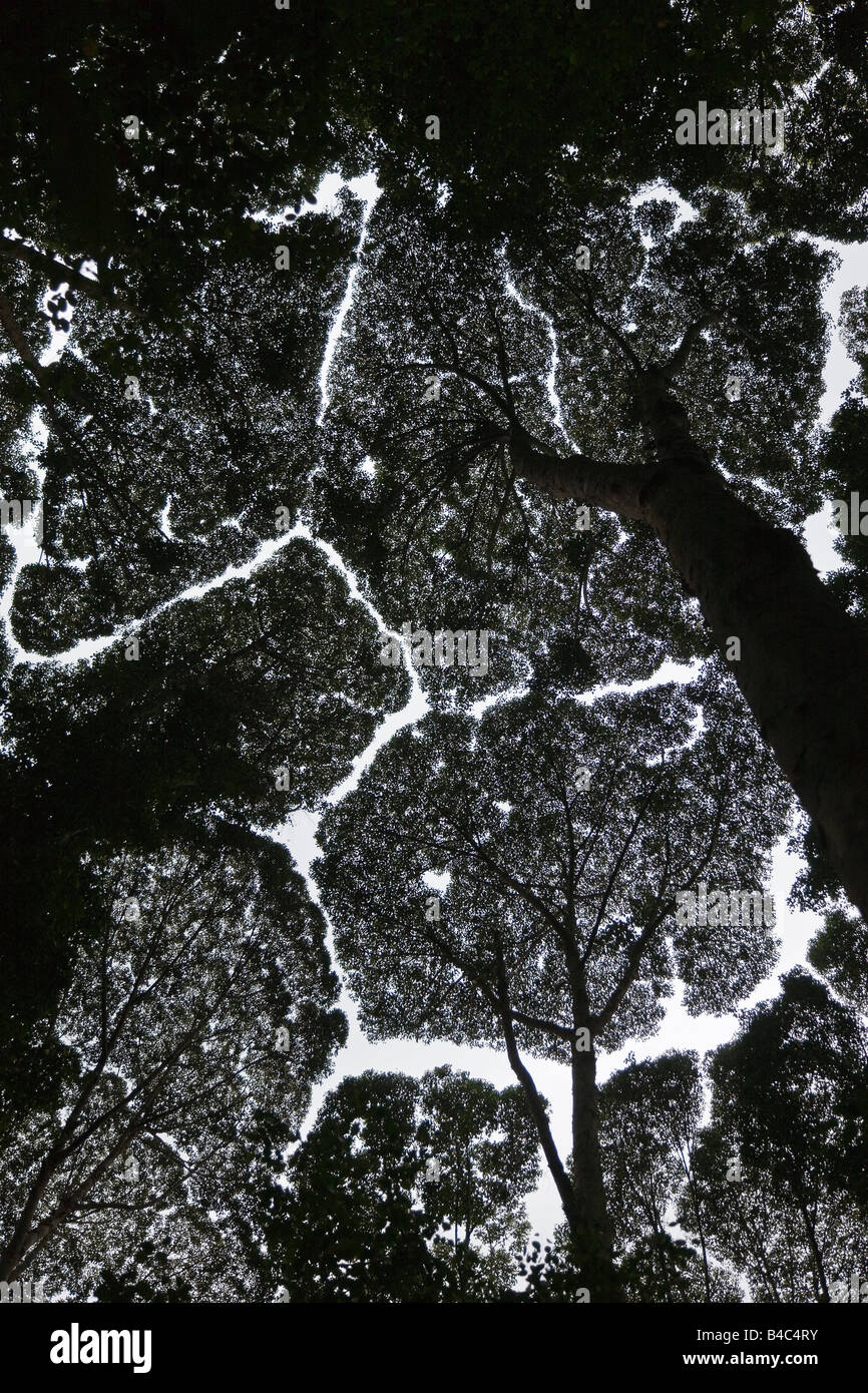 Deforestation malaysia hi-res stock photography and images - Alamy