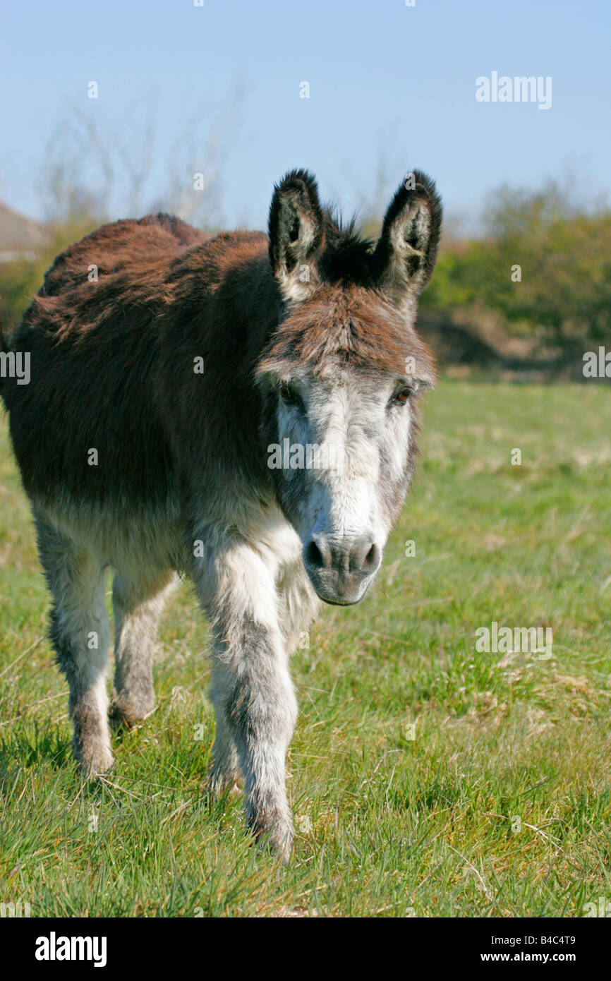 Donkeys as pets hi-res stock photography and images - Alamy