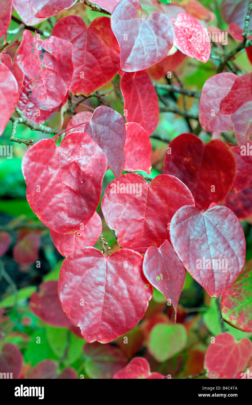 DISANTHUS CERCIDIFOLIUS AUTUMN COLOUR Stock Photo - Alamy