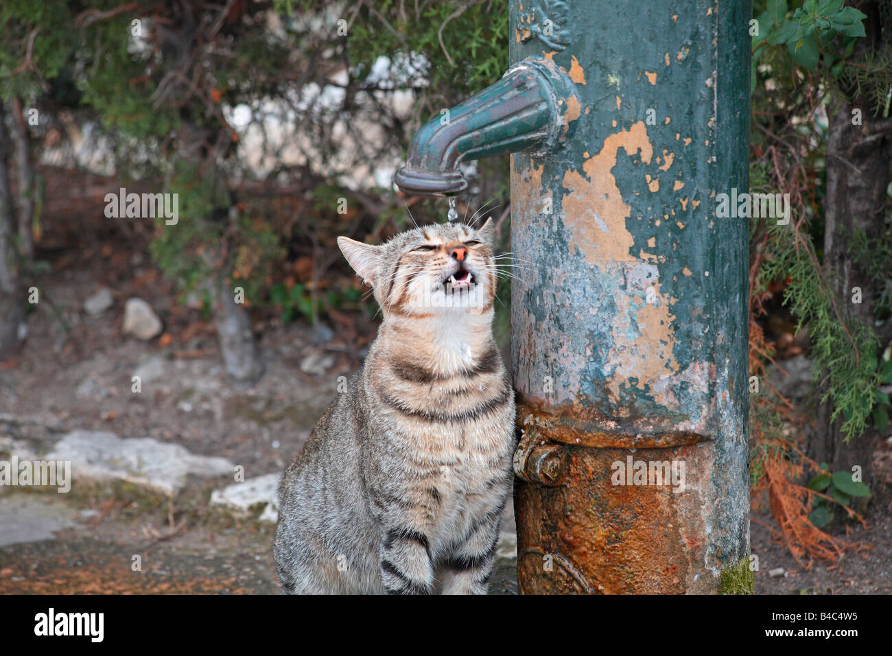 A cat drinking water from a tap Stock Photo - Alamy