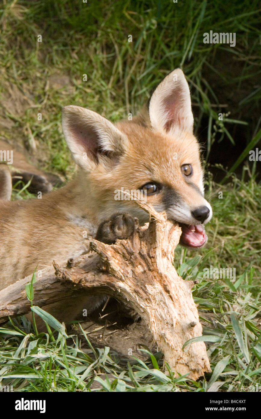 Red Fox (Vulpes vulpes), young chewing on wood Stock Photo - Alamy