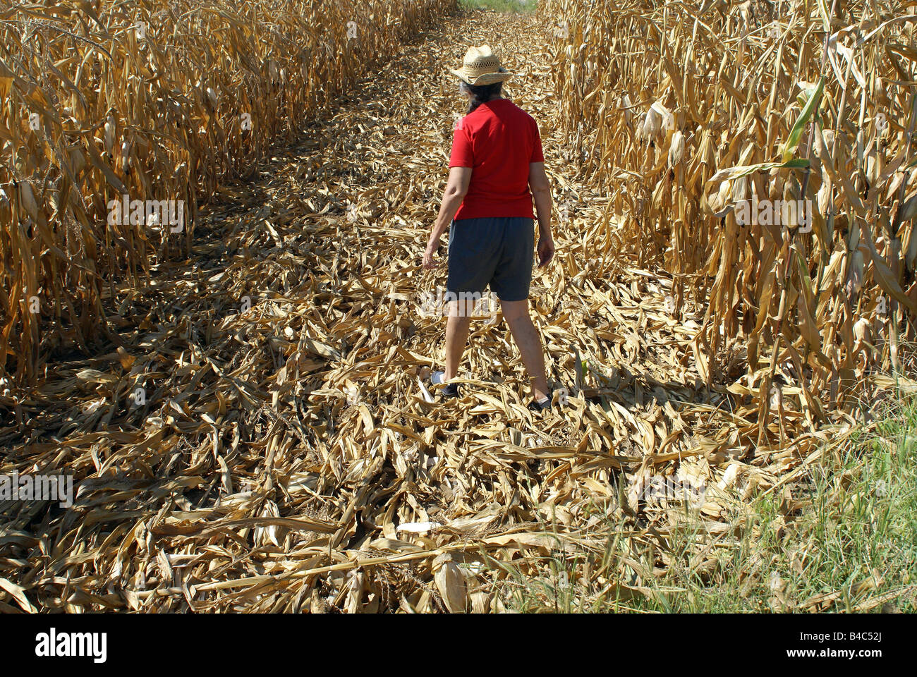 Woman Walking Through Corn Field High Resolution Stock Photography and ...
