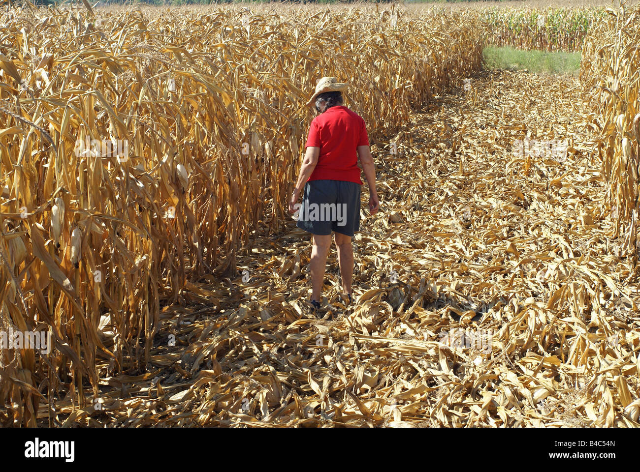 Walking through cornfield hi-res stock photography and images - Alamy
