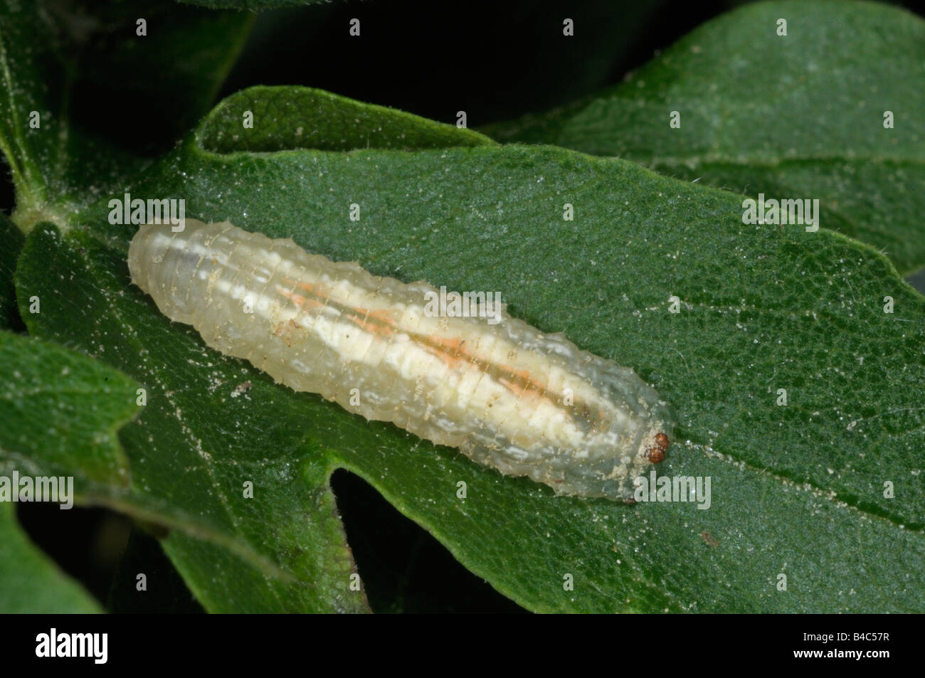 Hoverfly, Flower Fly, Syrphid Fly (Meliscaeva sp.), larva on leaf Stock ...