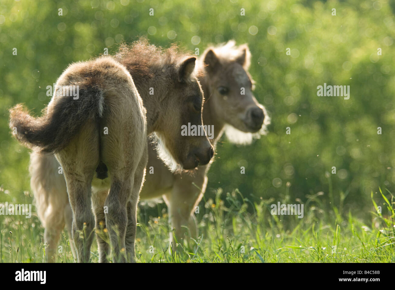 Miniature horse foals play Stock Photo - Alamy
