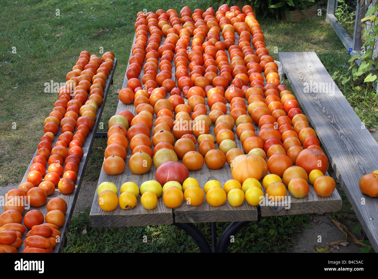 Display red tomatoes sale hi-res stock photography and images - Alamy