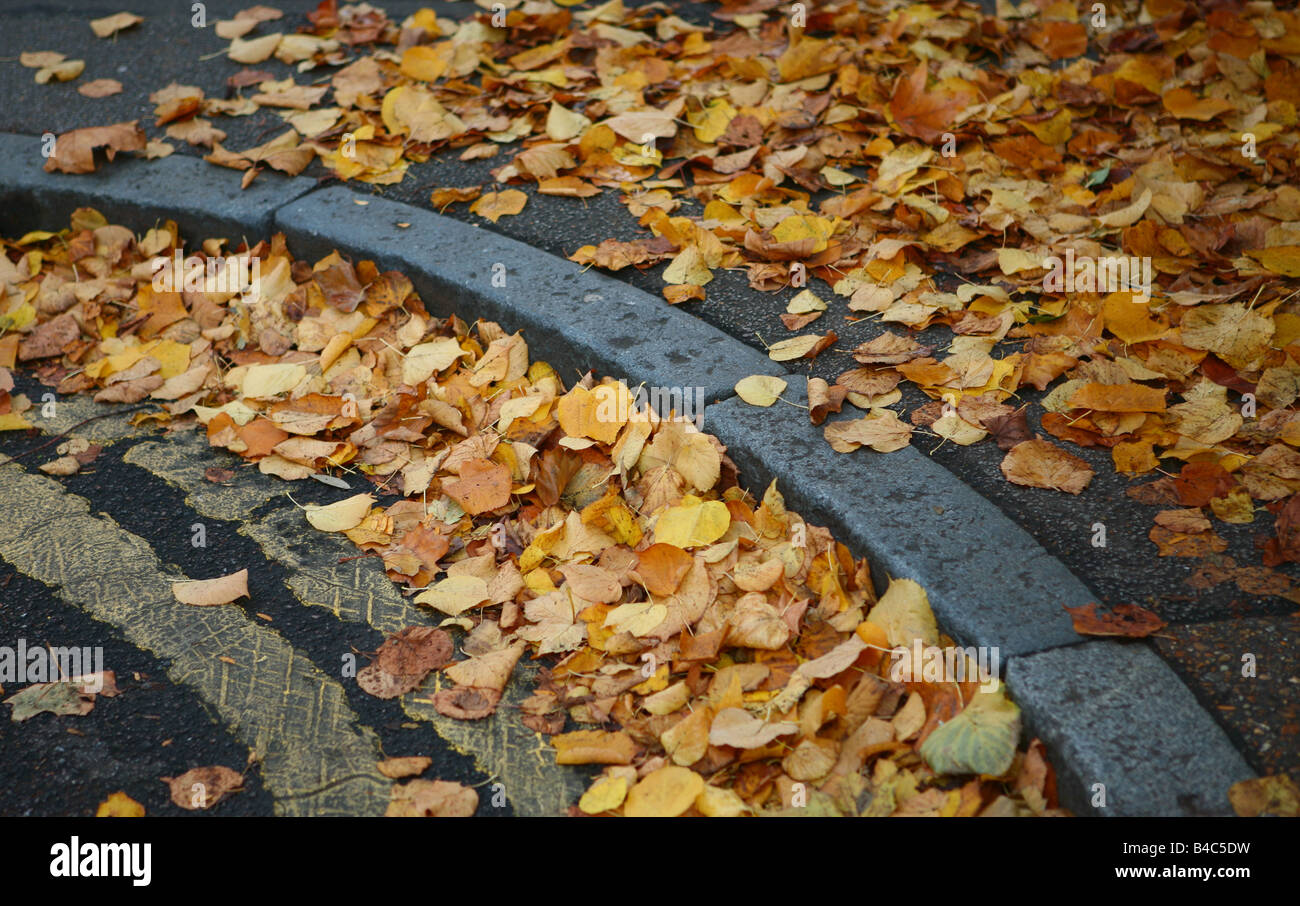 An autumn / fall seen of dead leaves lying on the pavement / sidewalk ...
