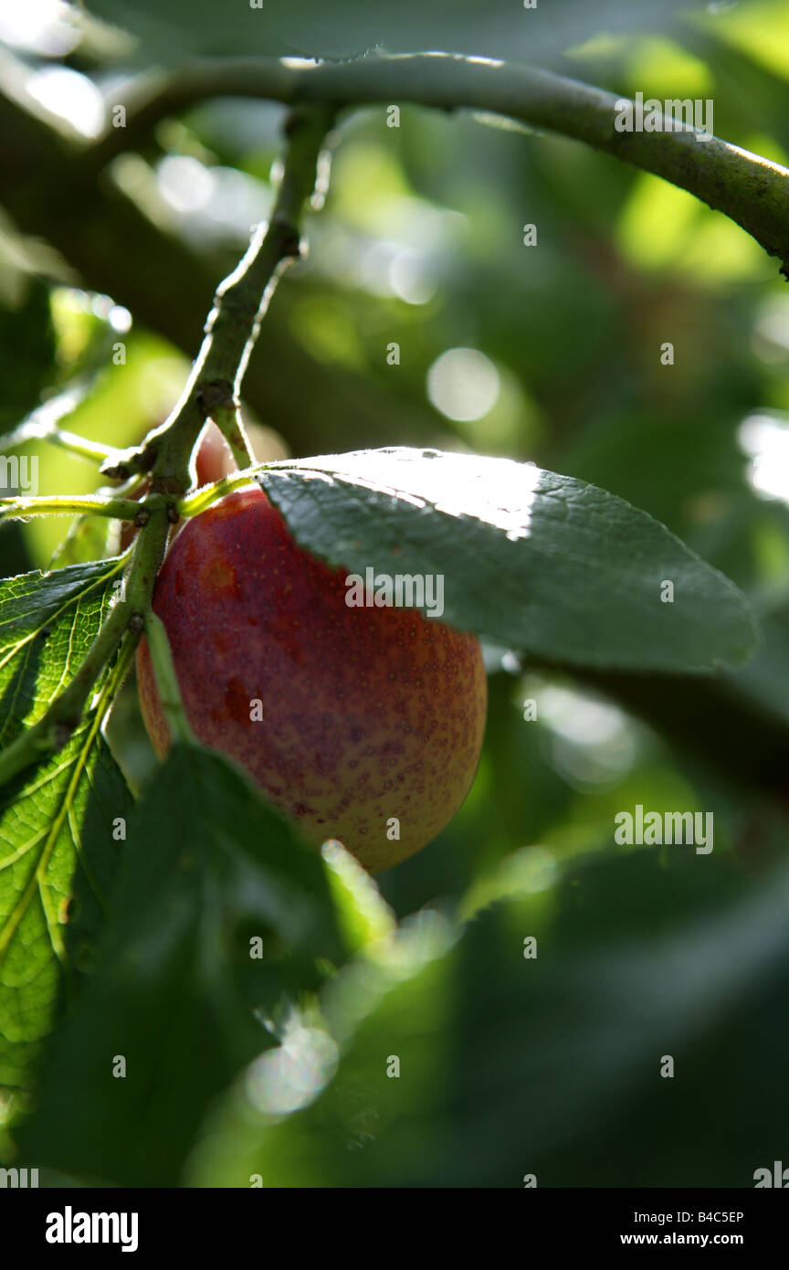 Fruit growing garden europe hi-res stock photography and images - Alamy