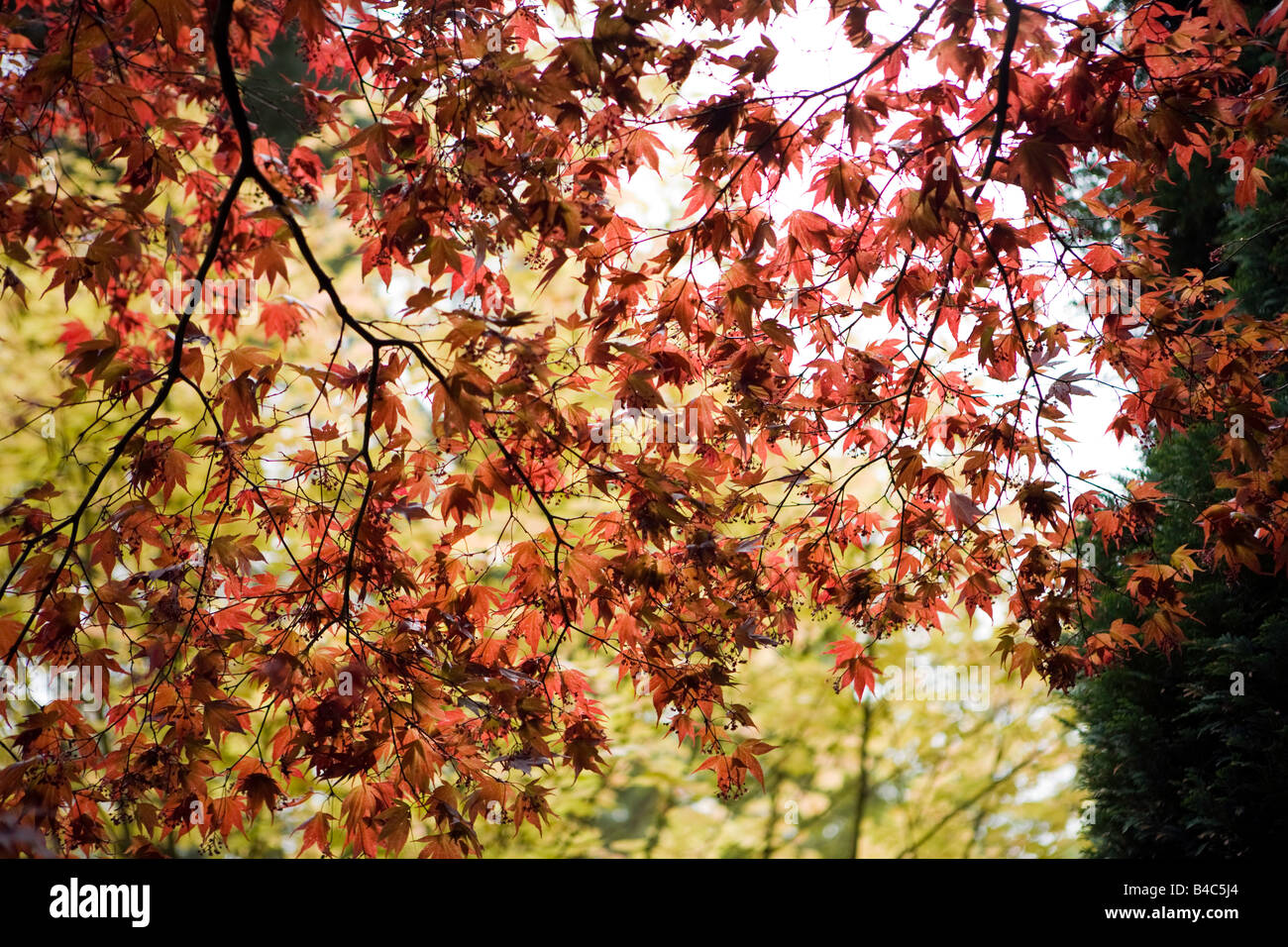 Acer rubrum hi-res stock photography and images - Alamy