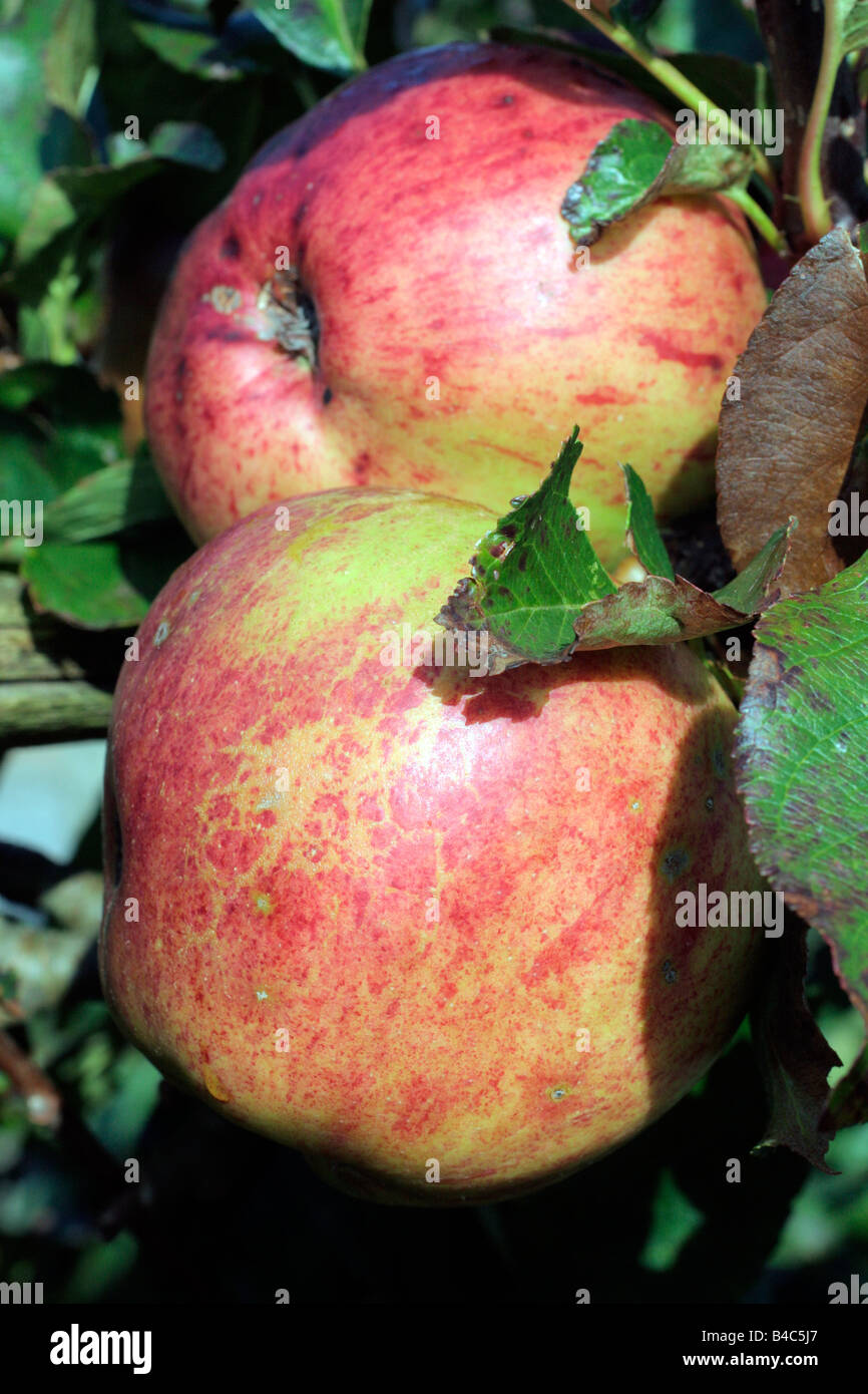 Apple fiesta malus domestica eating ripe hi-res stock photography and ...