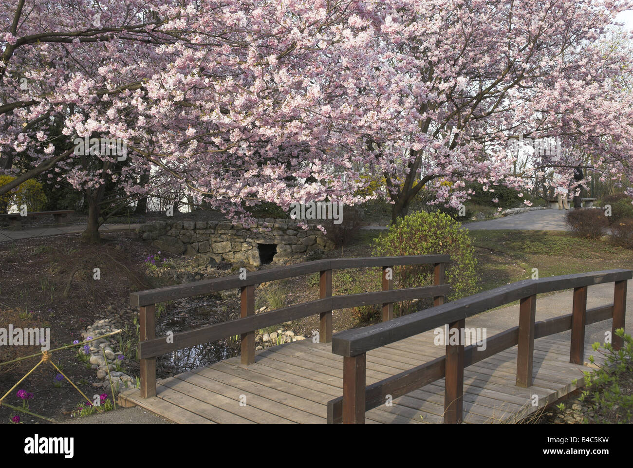 Cherry tree blooming, wooden footbridge, Japanese Garden Stock Photo ...