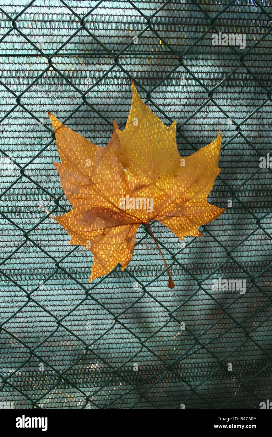 one fallen autumn leaf stuck to fence Stock Photo - Alamy