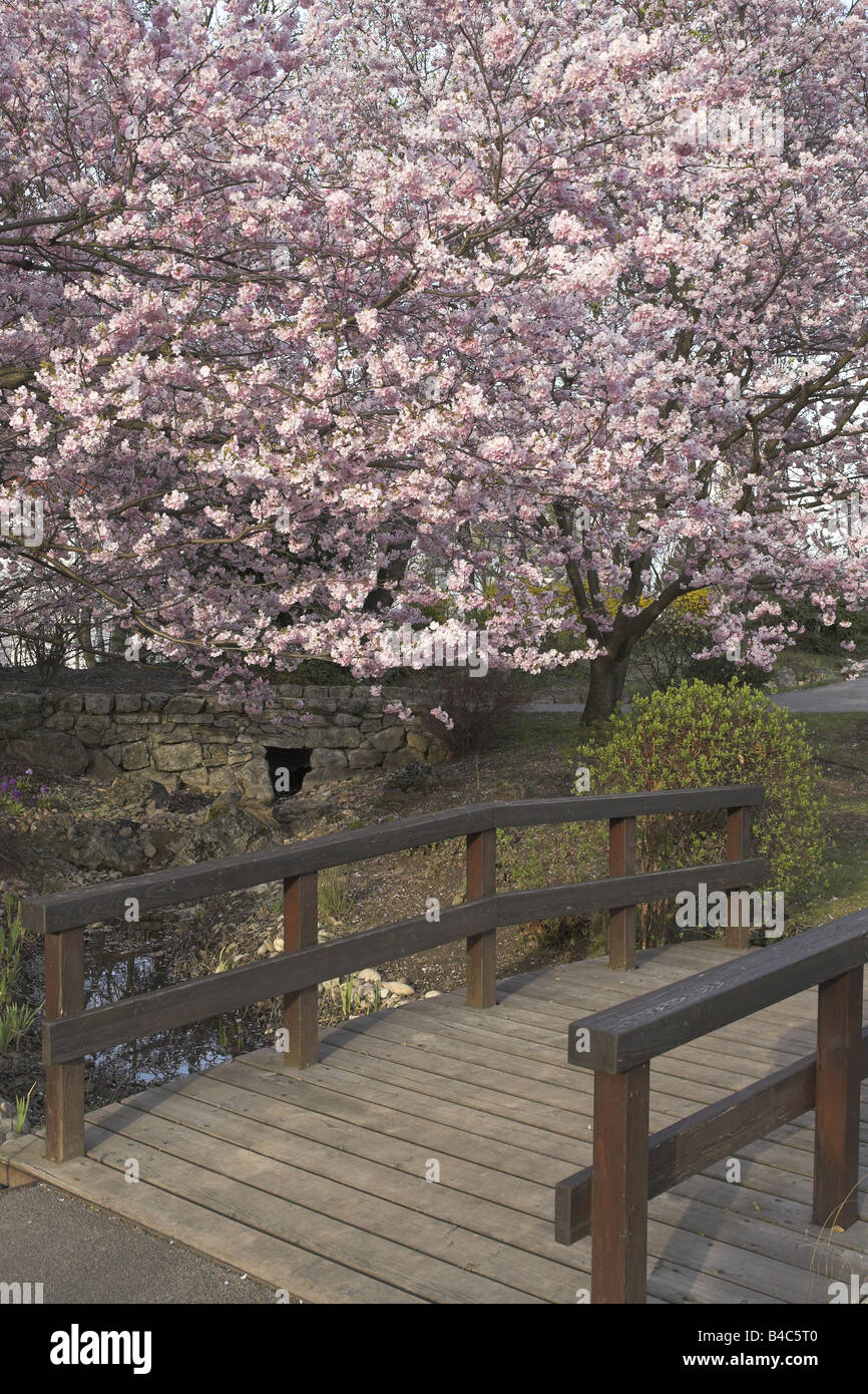 Cherry tree blooming, wooden footbridge, Japanese Garden Stock Photo ...