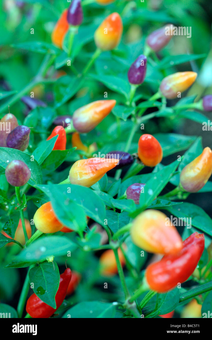 CAPSICUM CHILLI NUMEX TWILIGHT Stock Photo - Alamy