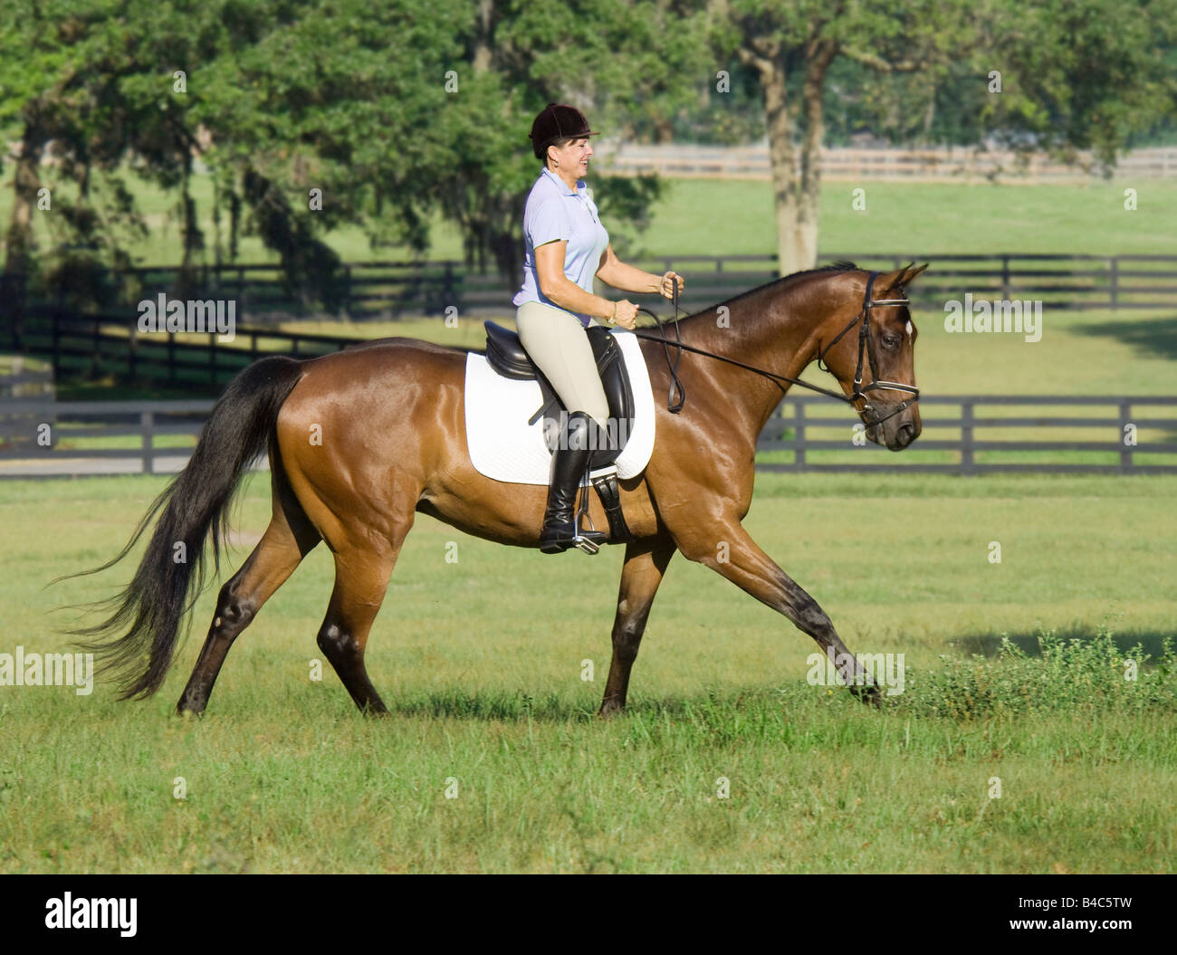 woman rider doing dressage with Quarter Horse Stock Photo - Alamy