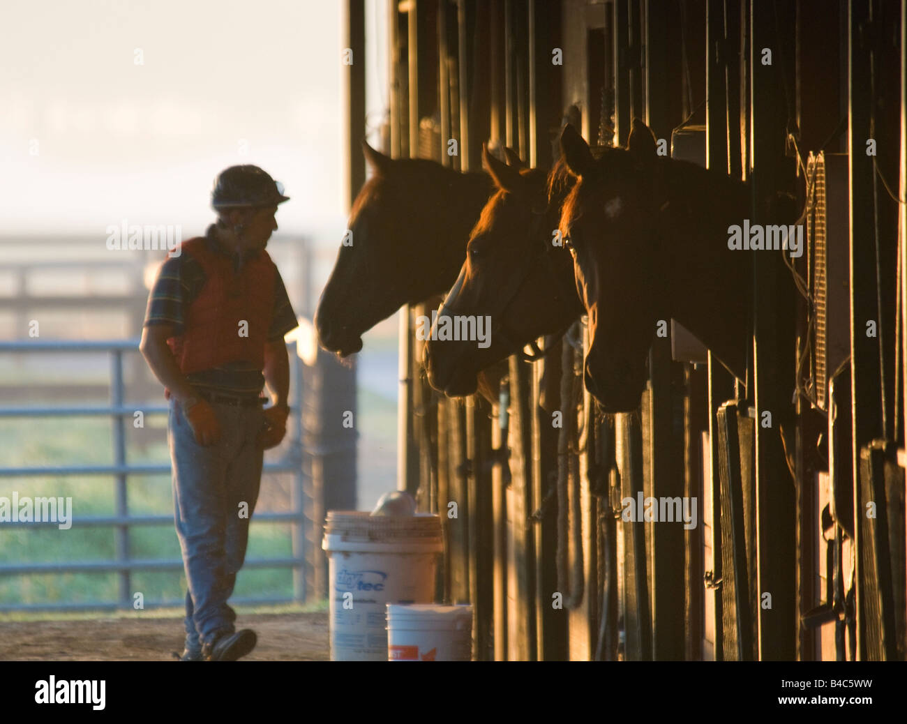 Thoroughbred race training barn, early morning Stock Photo - Alamy