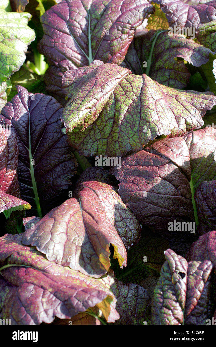 Red Giant Mustard Ornamental