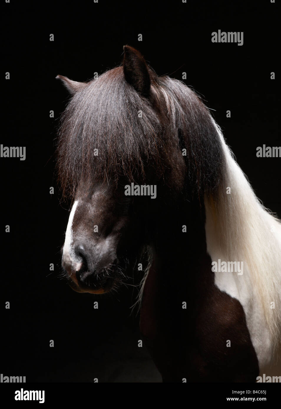 Pure Breed Icelandic Mare, Iceland Stock Photo - Alamy