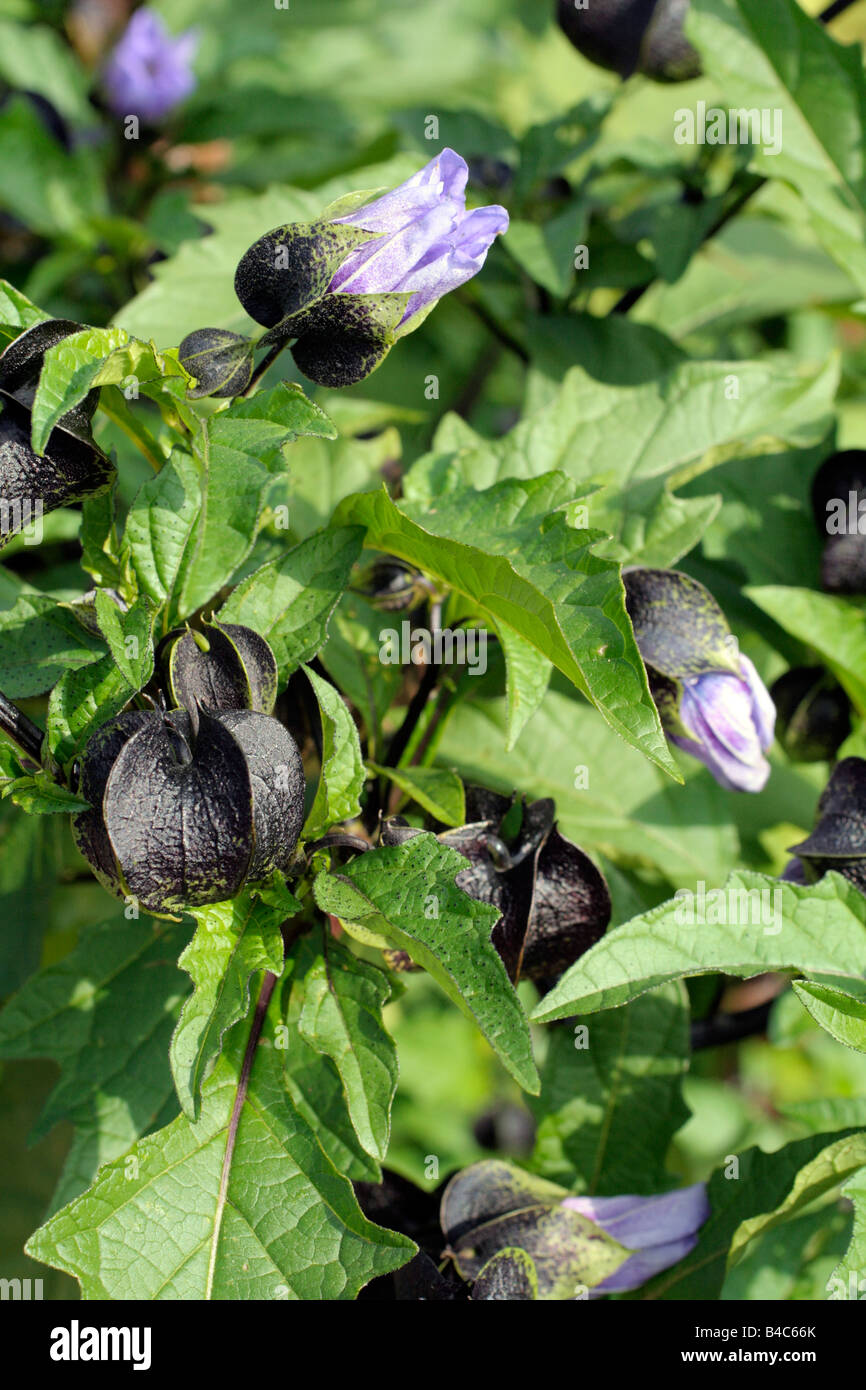 NICANDRA PHYSALODES APPLE OF PERU Stock Photo - Alamy