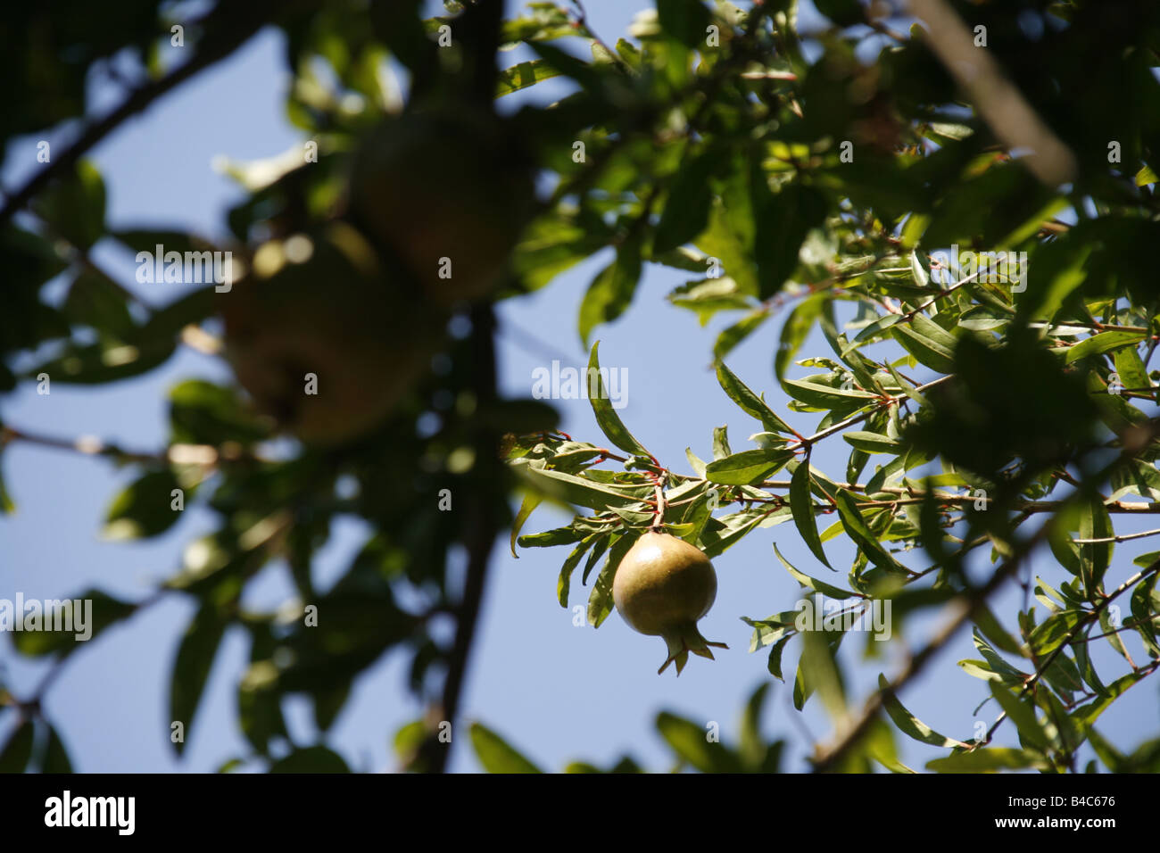 one single pomegranate growing on tree Stock Photo - Alamy