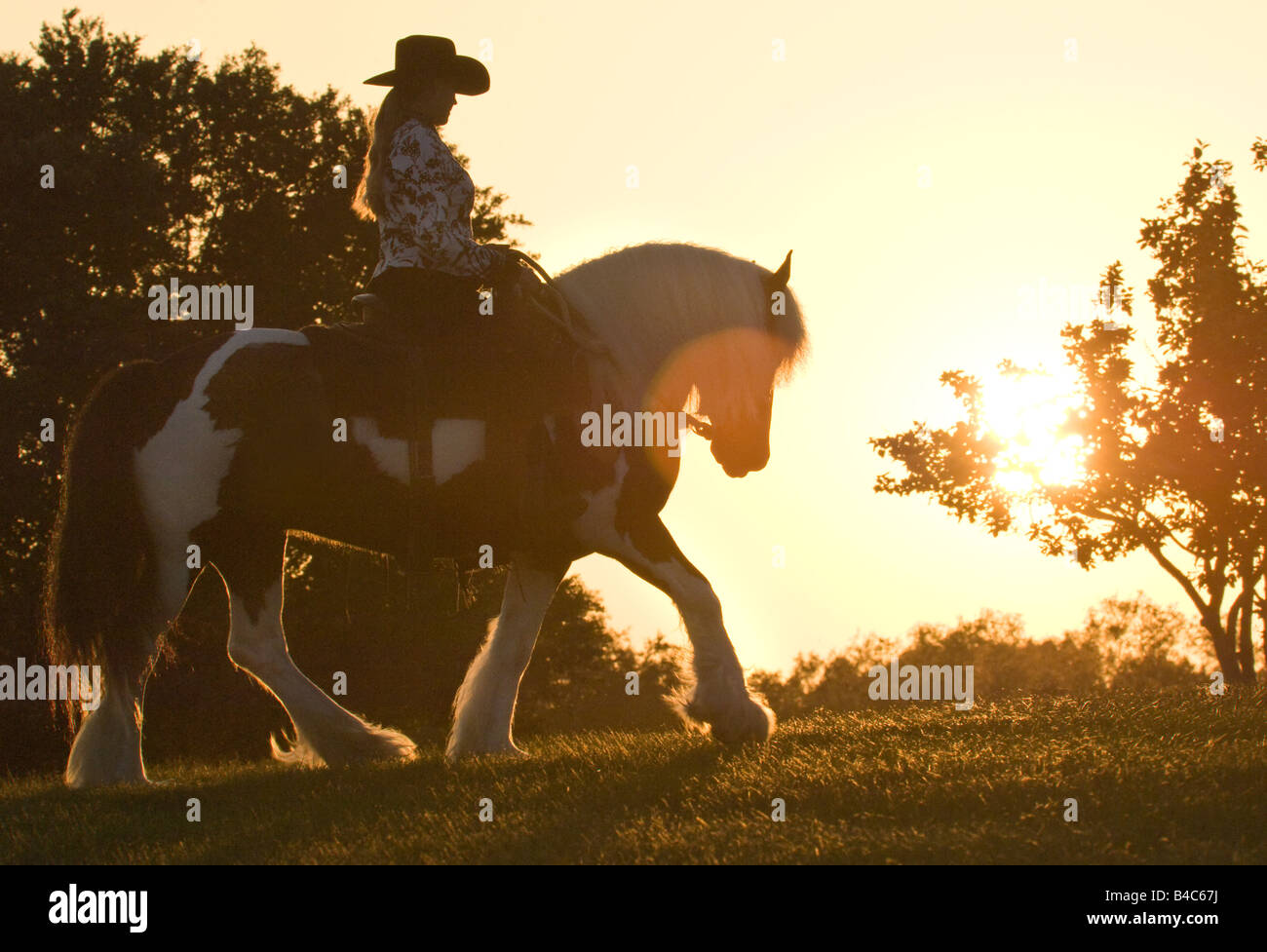 Woman gypsy vanner horse mare rider western sunset jog hi-res stock ...