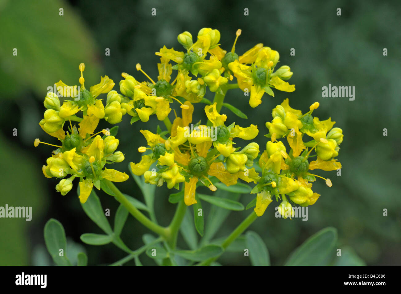 Common Rue (Ruta graveolens) flowering Stock Photo - Alamy
