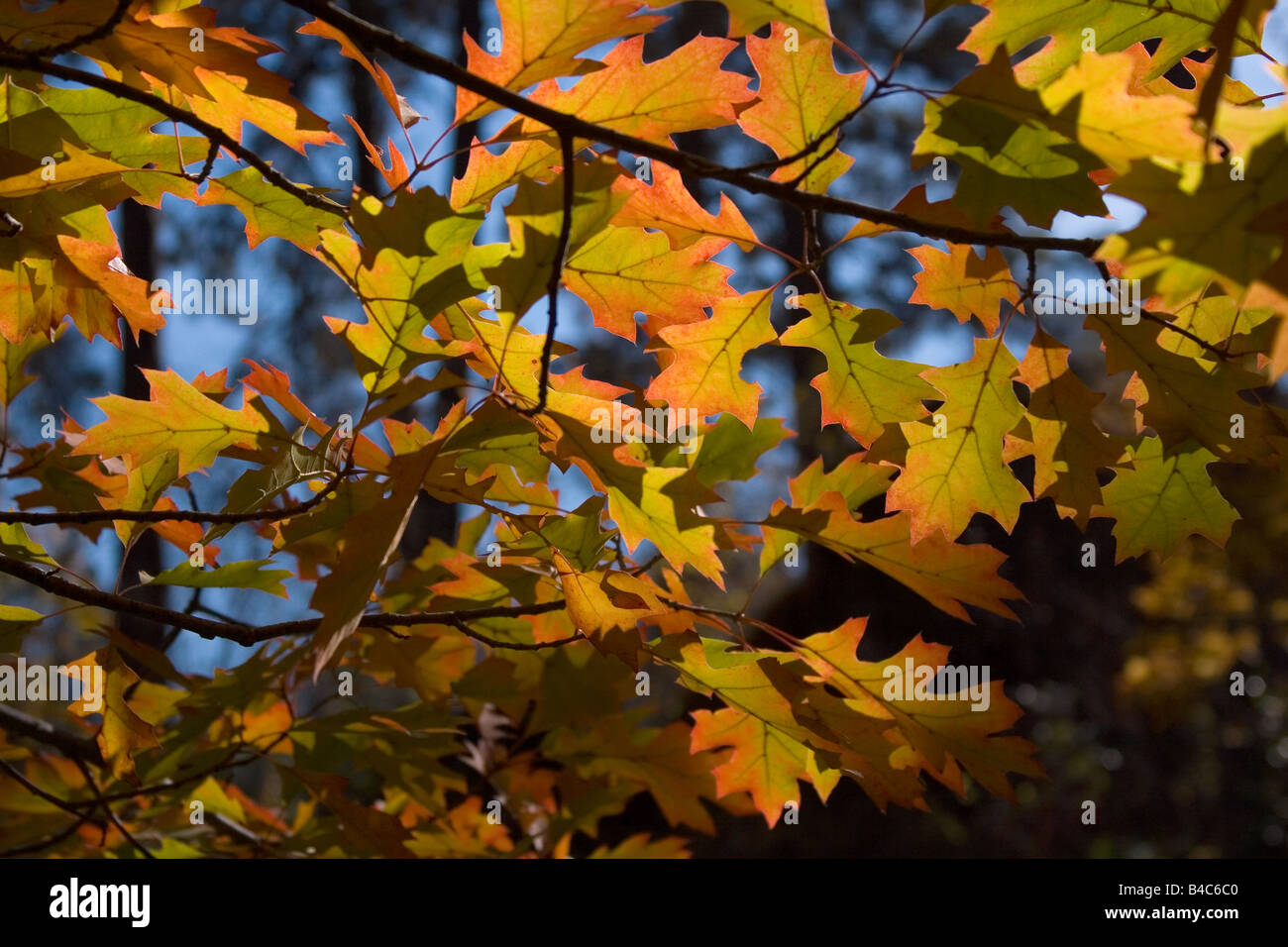 Sun shining through leaves in fall Stock Photo - Alamy