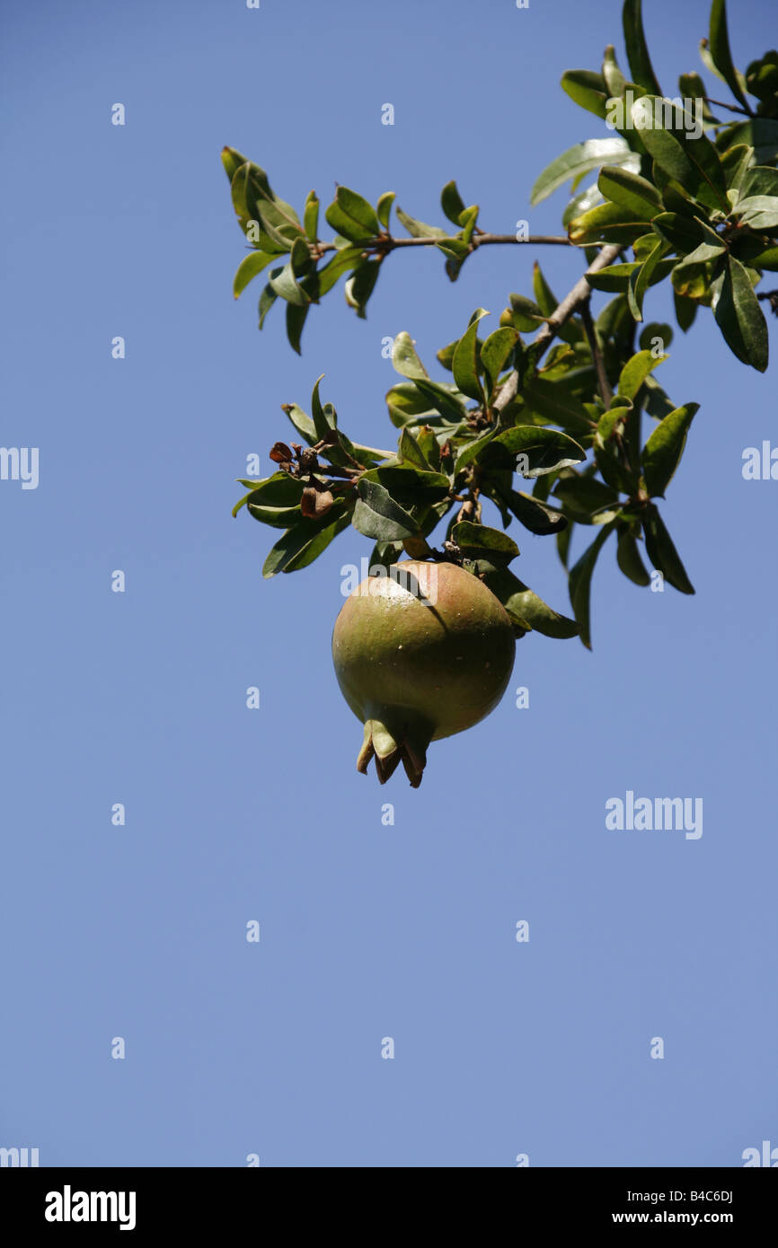 one single pomegranate growing on tree Stock Photo - Alamy