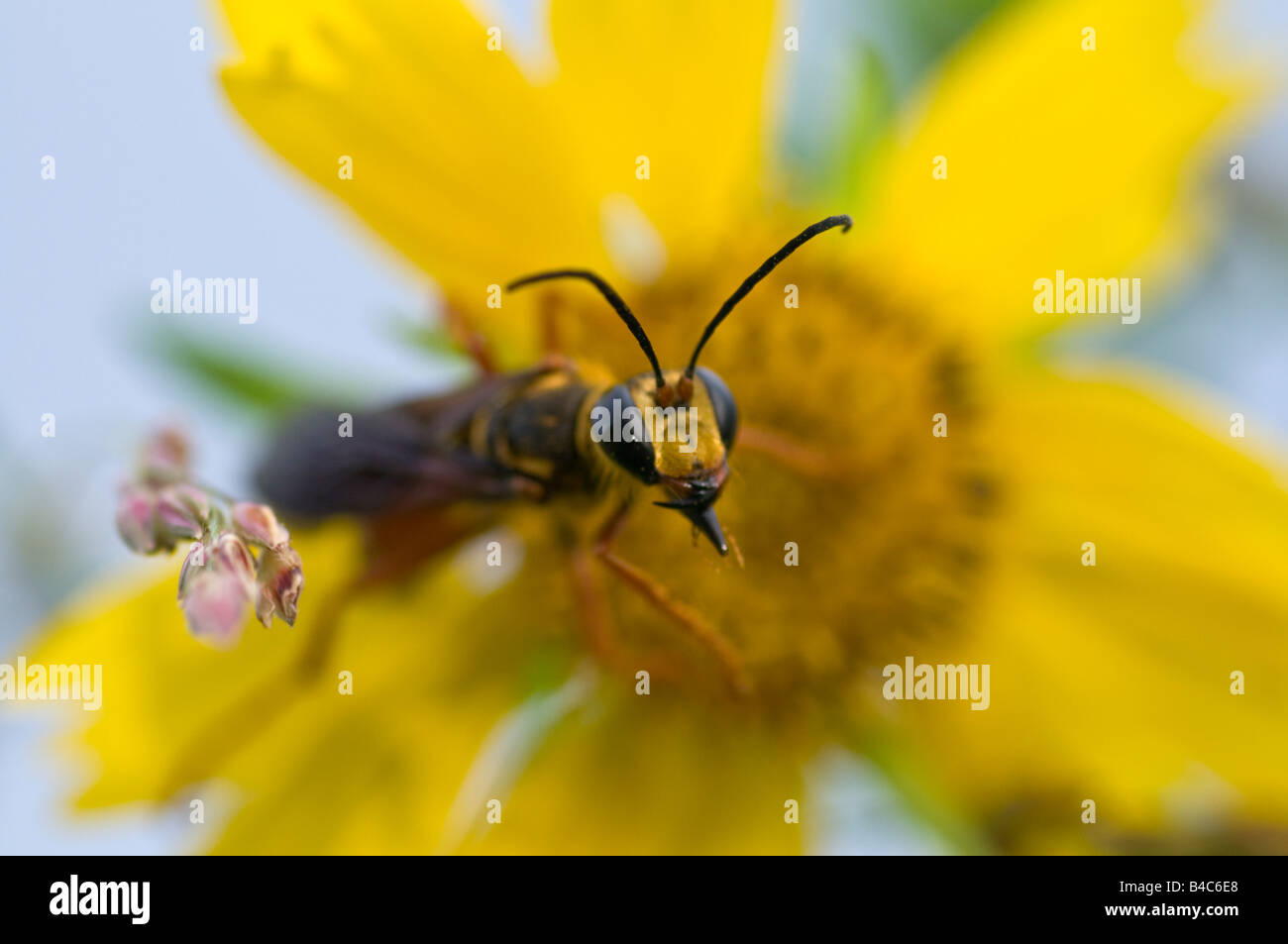 Wasp looking insect hi-res stock photography and images - Alamy