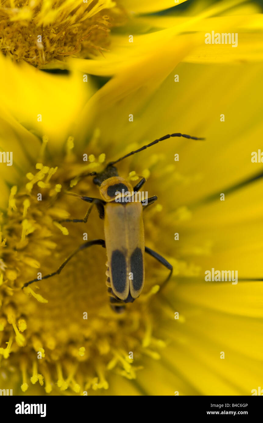Bright Yellow Insect Stock Photo - Alamy