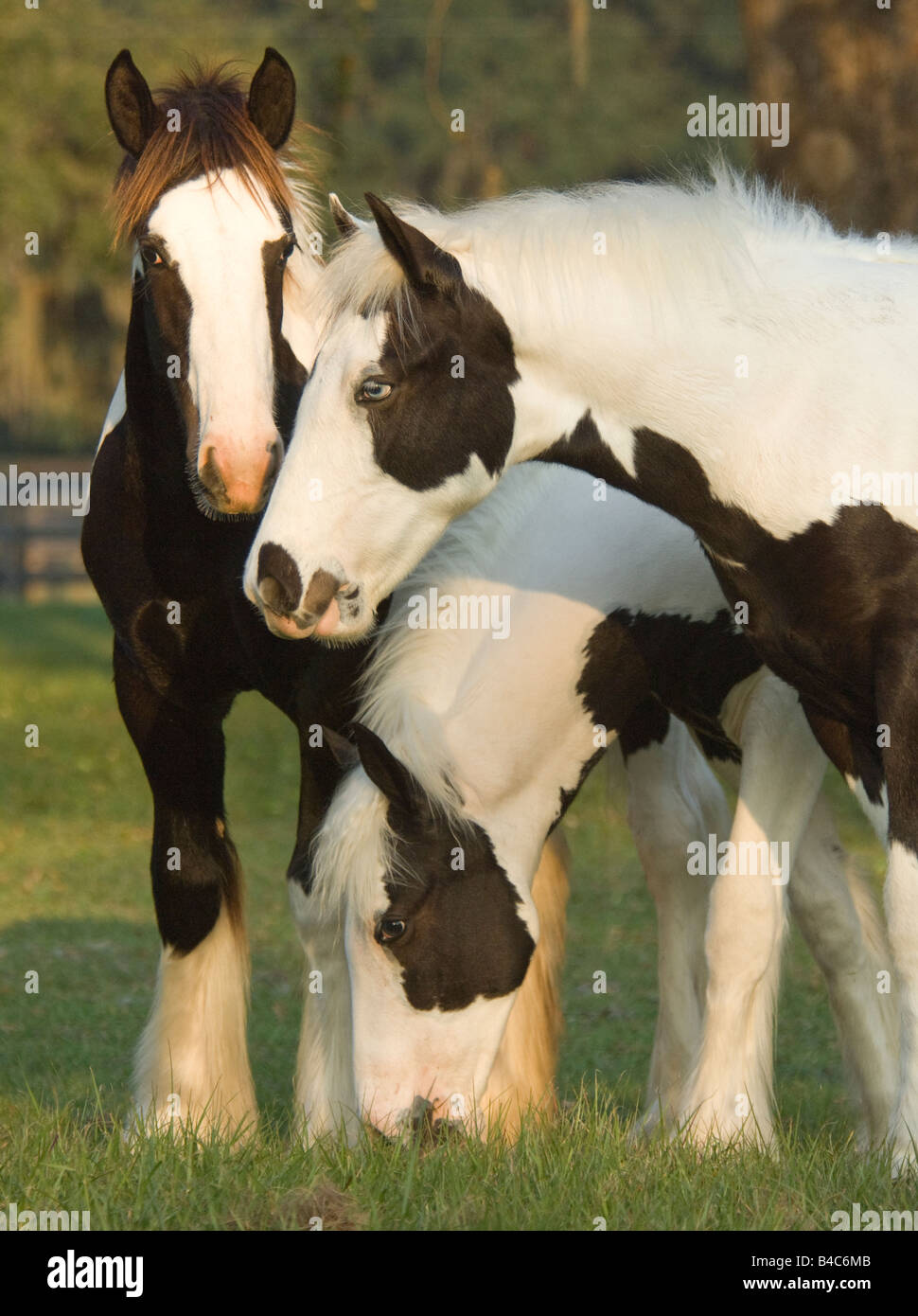 Three colts hi-res stock photography and images - Alamy