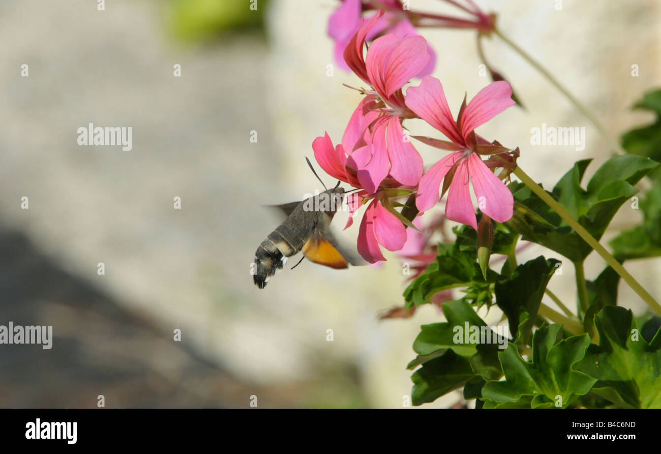 Hummingbird Hawk-moth (Macroglossum stellatarum) feeding from flower ...