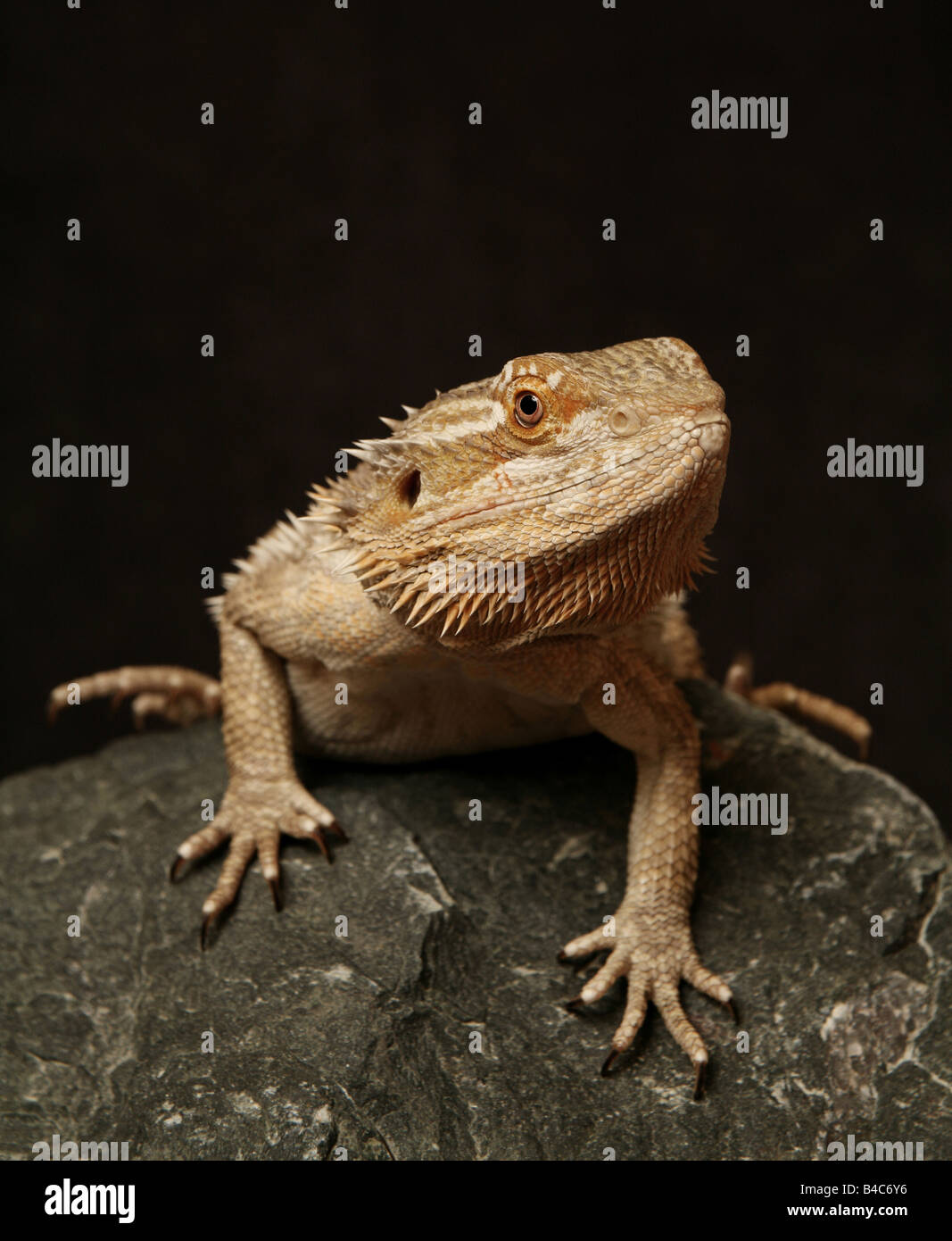 Bearded Dragon Lizard, male, sitting on a rock Stock Photo - Alamy