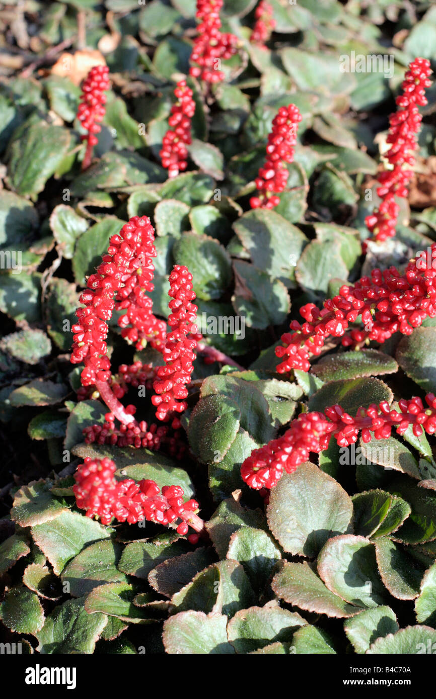 Gunnera prorepens hi-res stock photography and images - Alamy
