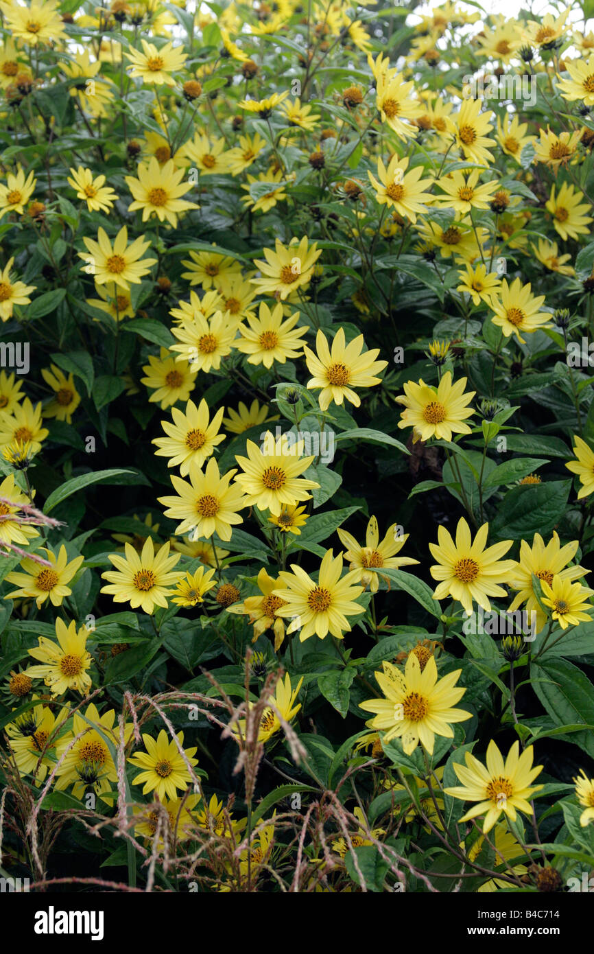 Helianthus lemon queen agm daisy yellow autumn sunflower perennial hi ...