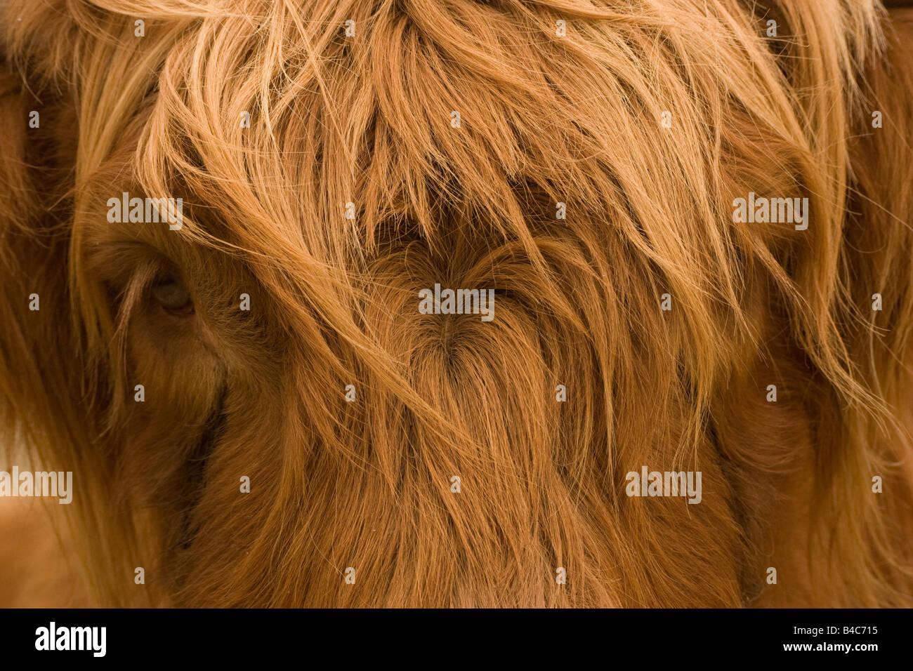 Yak hi-res stock photography and images - Alamy