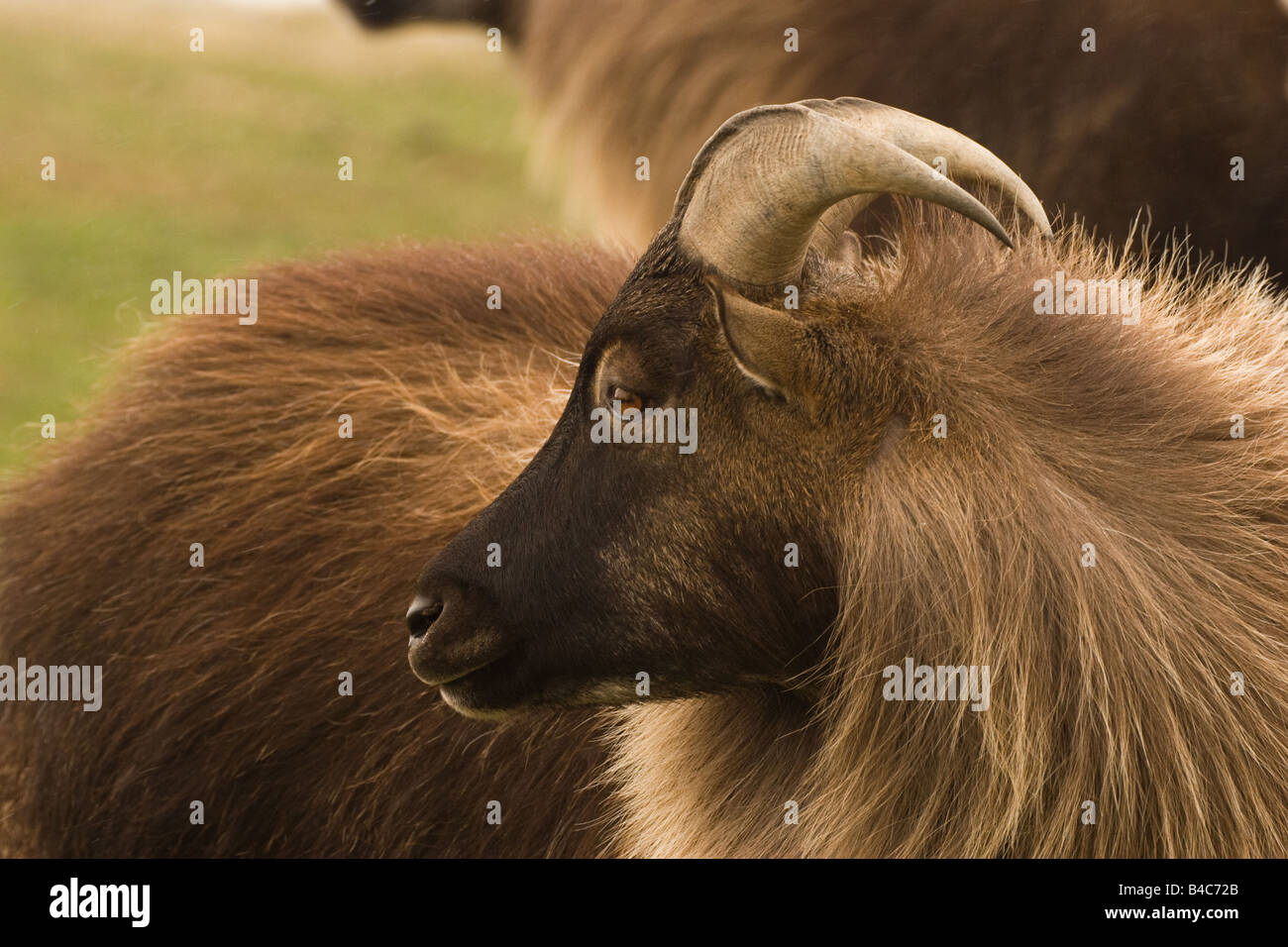 Side Portrait of Himalayan tahr Stock Photo - Alamy