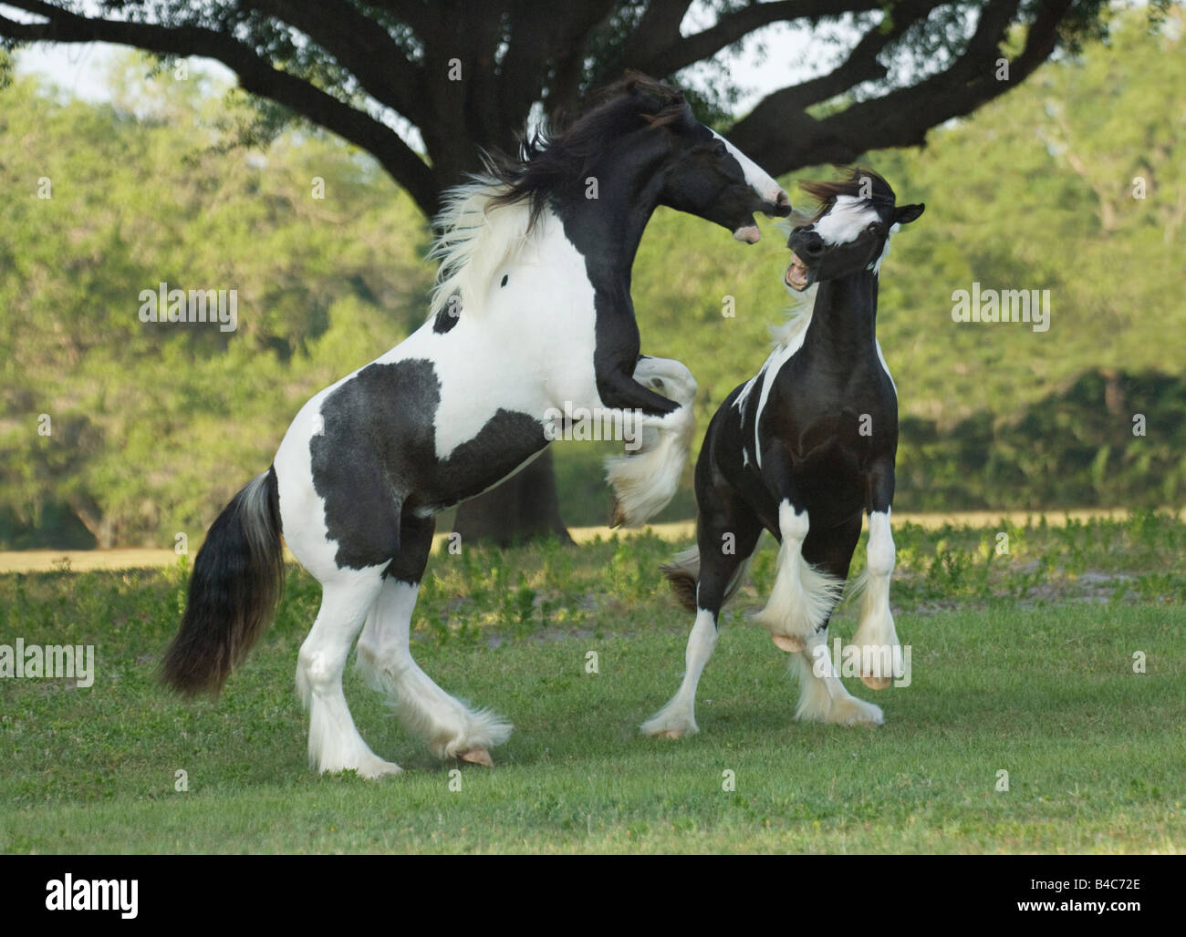 Gypsy vanner horse colt rearing hi-res stock photography and images - Alamy