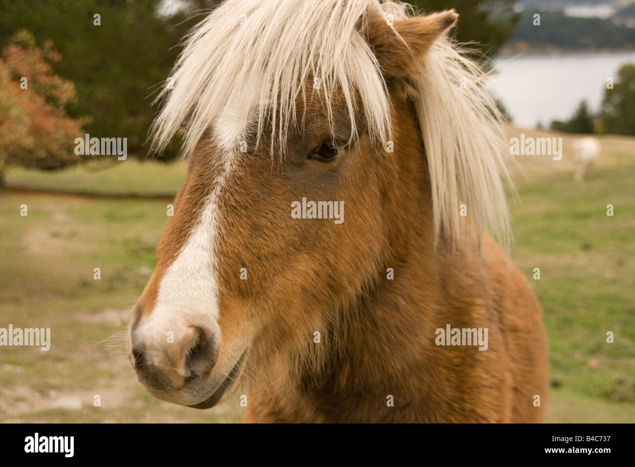 Portrait of a multi color horse with a friend approaching in the ...