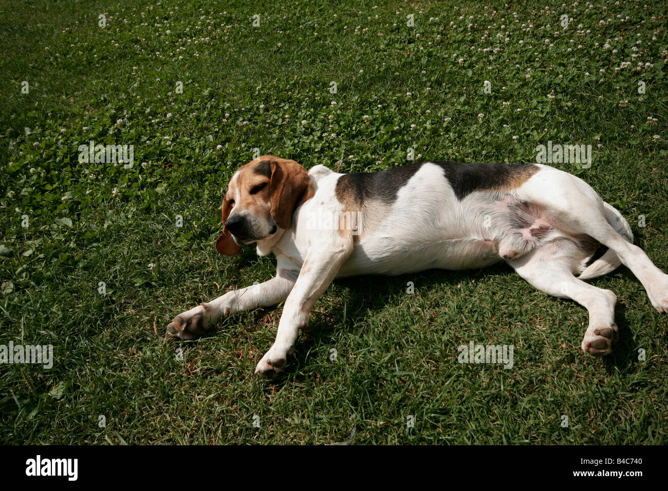 Beagle stretched out in the garden Stock Photo - Alamy