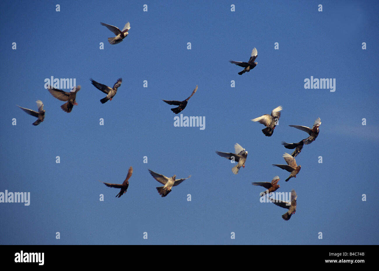 racing pigeons in flight Stock Photo - Alamy