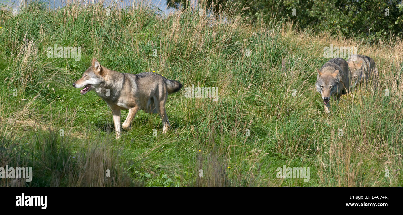 Scandinavian wolf hi-res stock photography and images - Alamy
