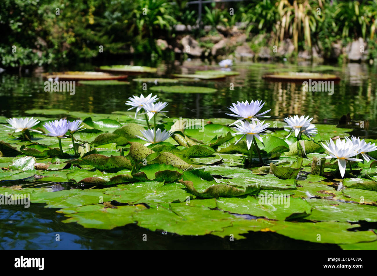 The water lily Victoria Amazonica Stock Photo - Alamy