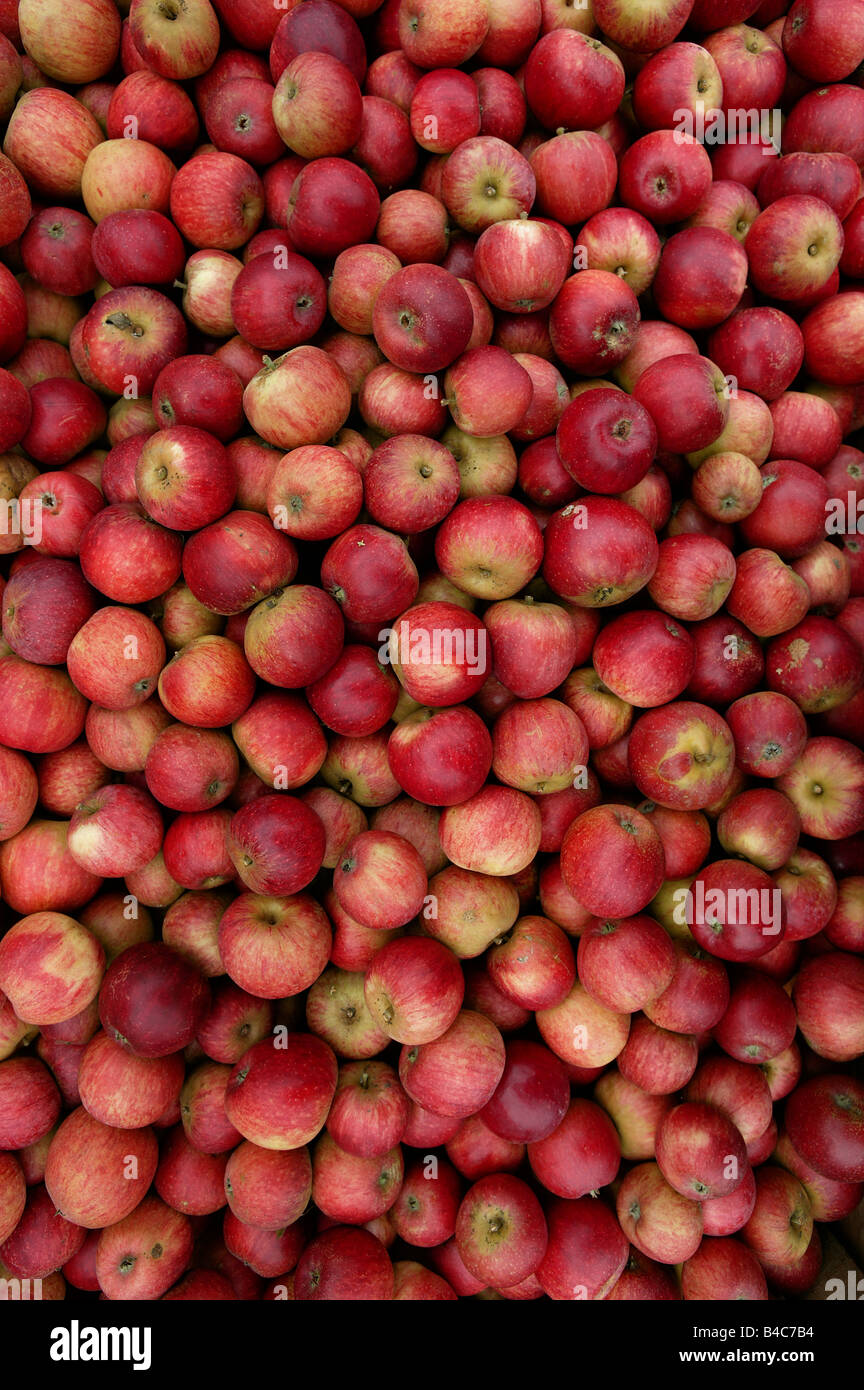Lots of red Apples picked and stored in wooden crates on English fruit ...