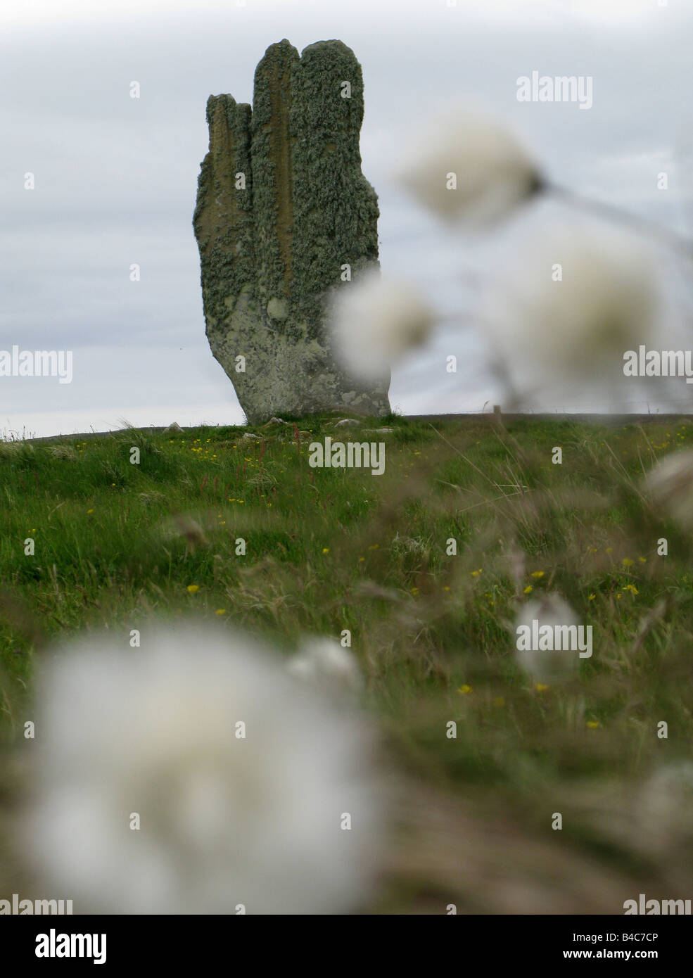 Stone o Setter Stock Photo - Alamy